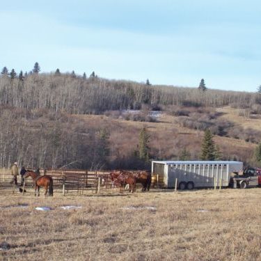 LJ Ranch | Naturally Raised Alberta Beef | Shop Local!