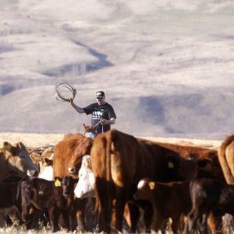 LJ Ranch | Naturally Raised Alberta Beef | Shop Local!